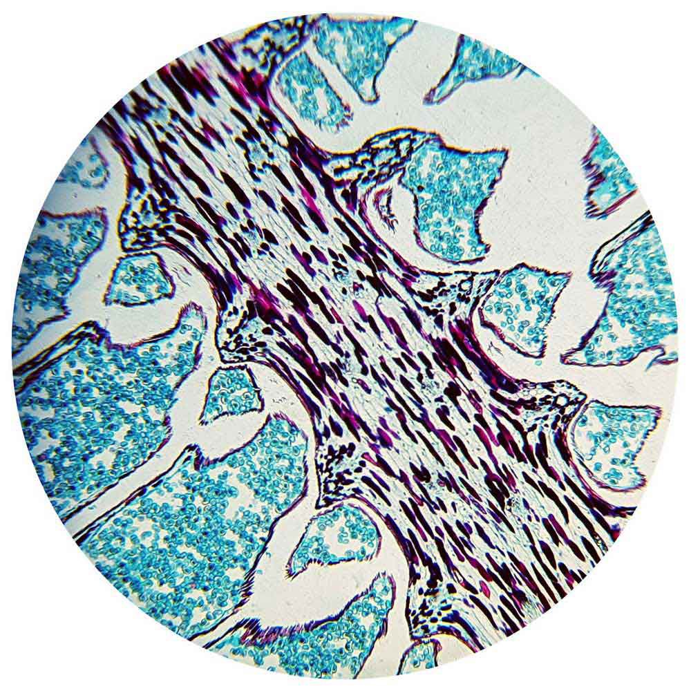 Bresser Biolux Nv 20x-1280x Professional Microscope White - MedNux ...